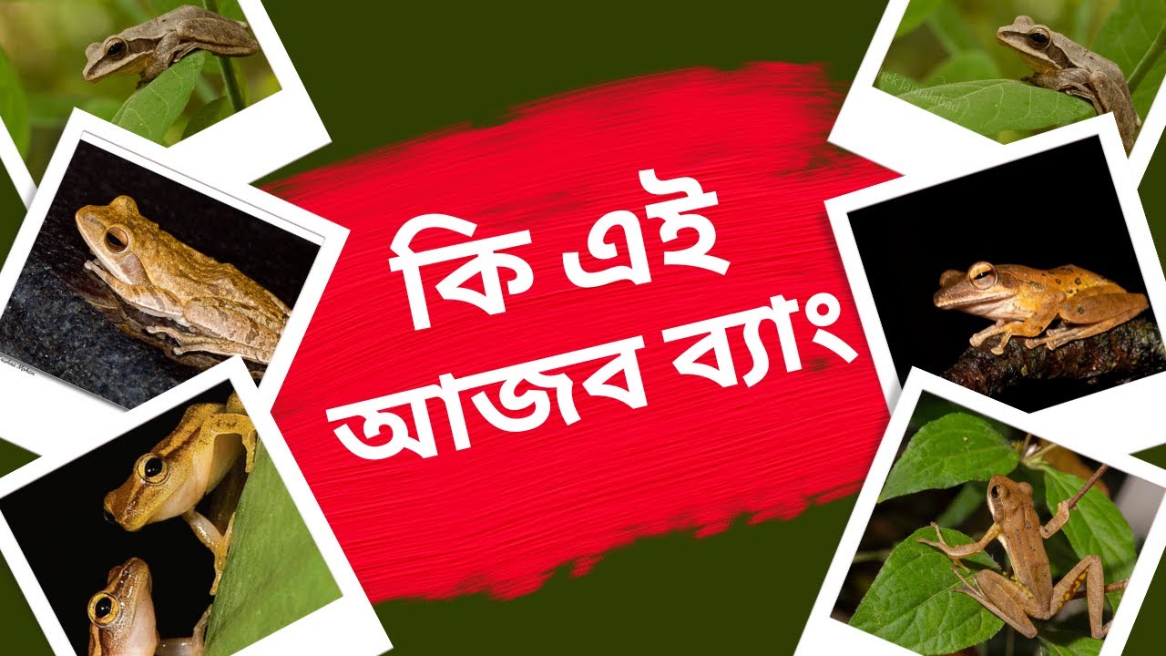 things need to know about common indian tree frog | indian tree frog ...