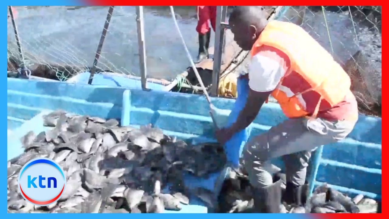 Fishermen in Samia and Bunyala in Busia County embrace tech in fish ...