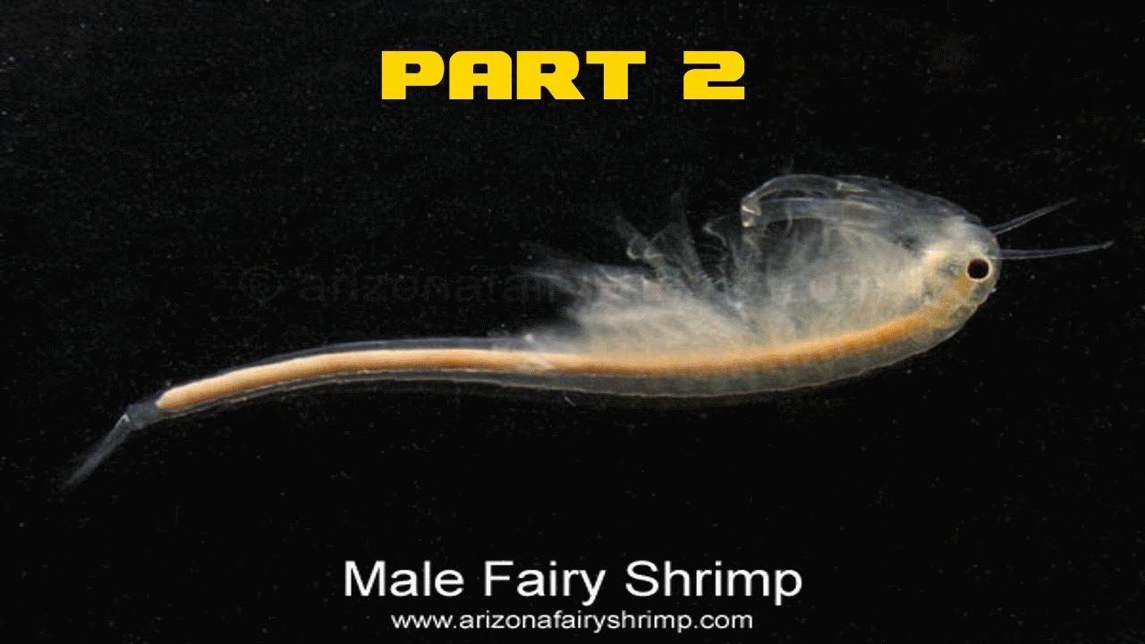 FAIRY SHRIMP | WINTER FAIRY SHRIMP | LIFE FROM A VERNAL POOL - YouTube