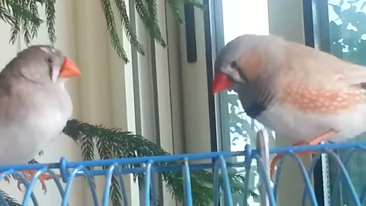Tame zebra finch طيور أليفة - زيبرا فينش - YouTube