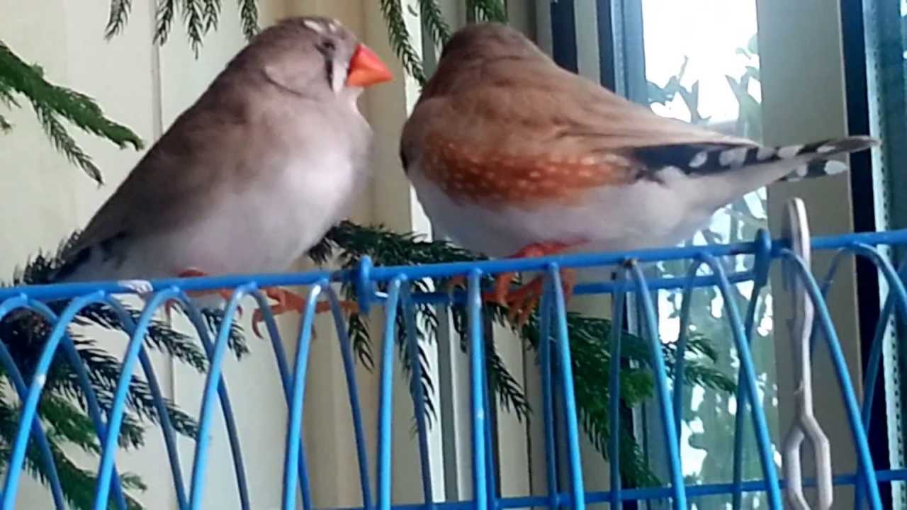 Tame zebra finch طيور أليفة - زيبرا فينش - YouTube