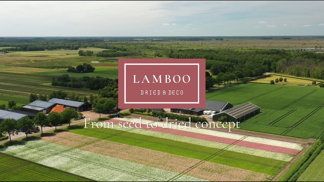 Production process Lamboo: From Seed to Dried Concept - YouTube