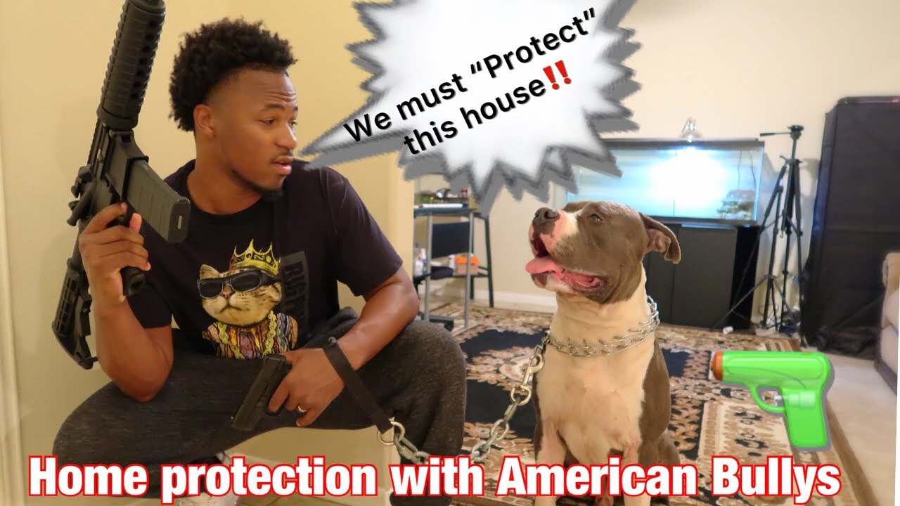 How to Protect your home with American Bullys - YouTube