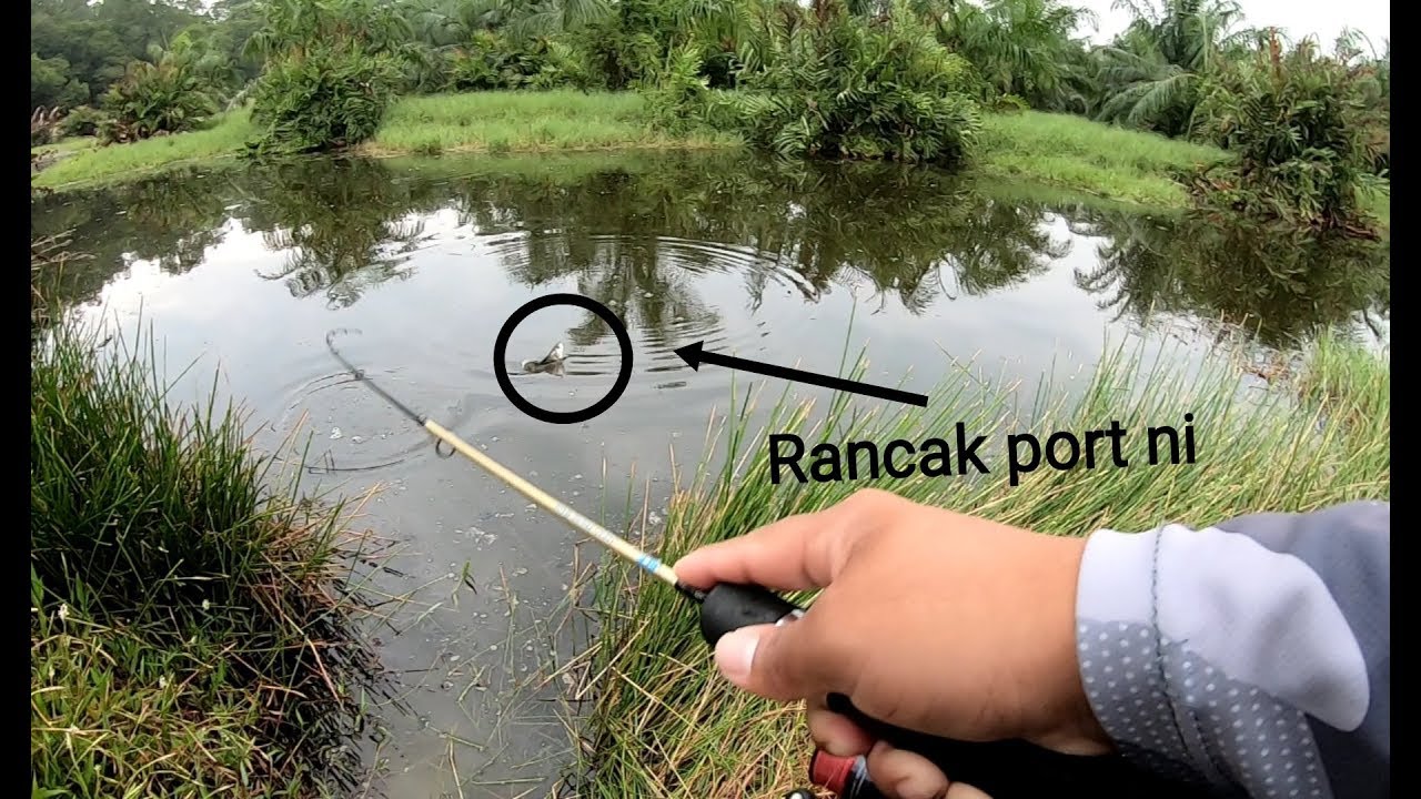 GILA punya rancak port_casting Ikan Bulan strike bertubi-tubi (Tarpon ...