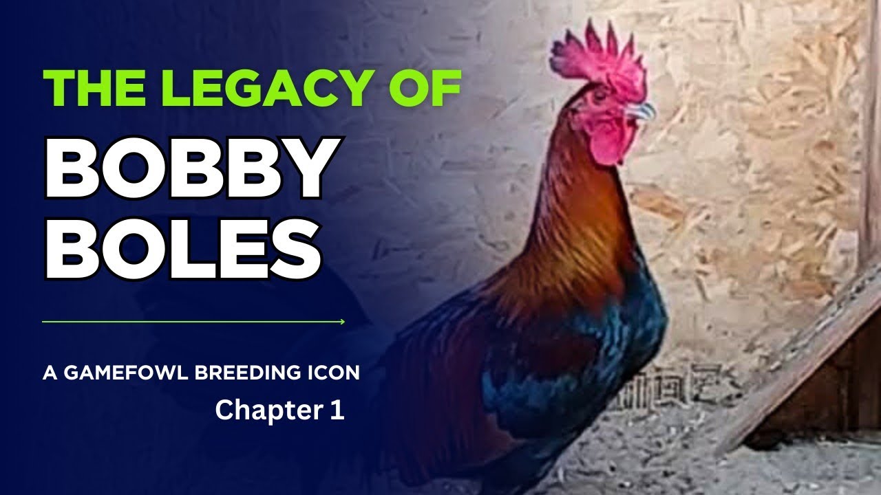 The Legacy of Bobby Boles: A Gamefowl Breeding Icon - YouTube