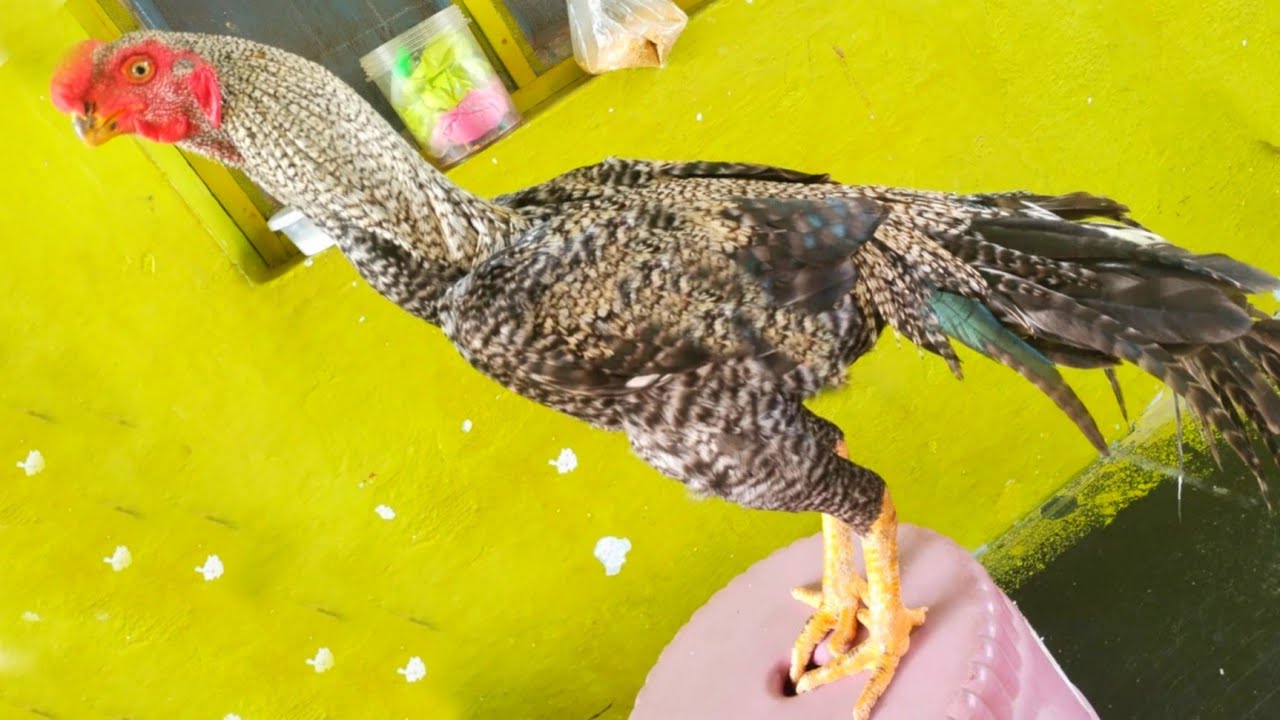 parrot beak aseel Keri breeding long haight | aseel and animal pets ...