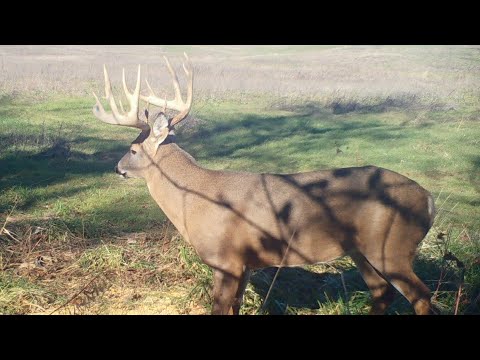 186" Fair Chase Whitetail we called "Double G4" (he used to have ...