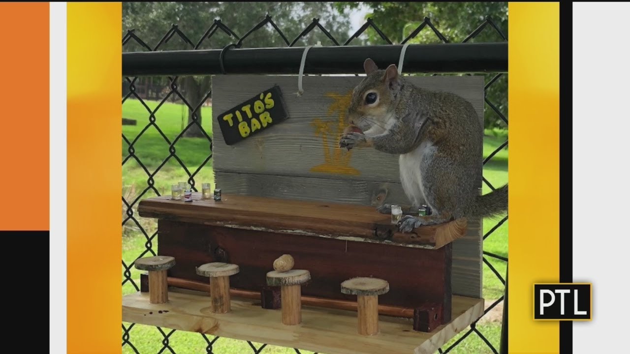 David Vs. The Squirrel Part 2 - YouTube