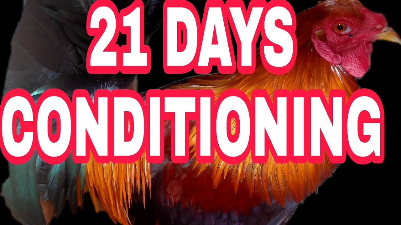 21 DAYS KONDISYONING 🐓🐓 - YouTube