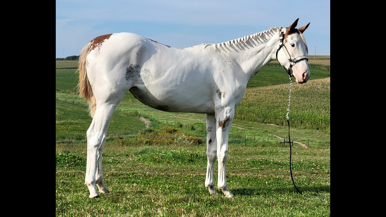 Movin On An Impulse ~ 2023 APHA, AQHA Overo Filly ~ 9/13/2024 ~ SOLD ...