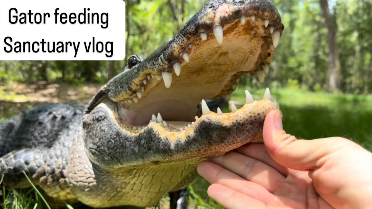 Gator feeding & sanctuary Vlog! - YouTube