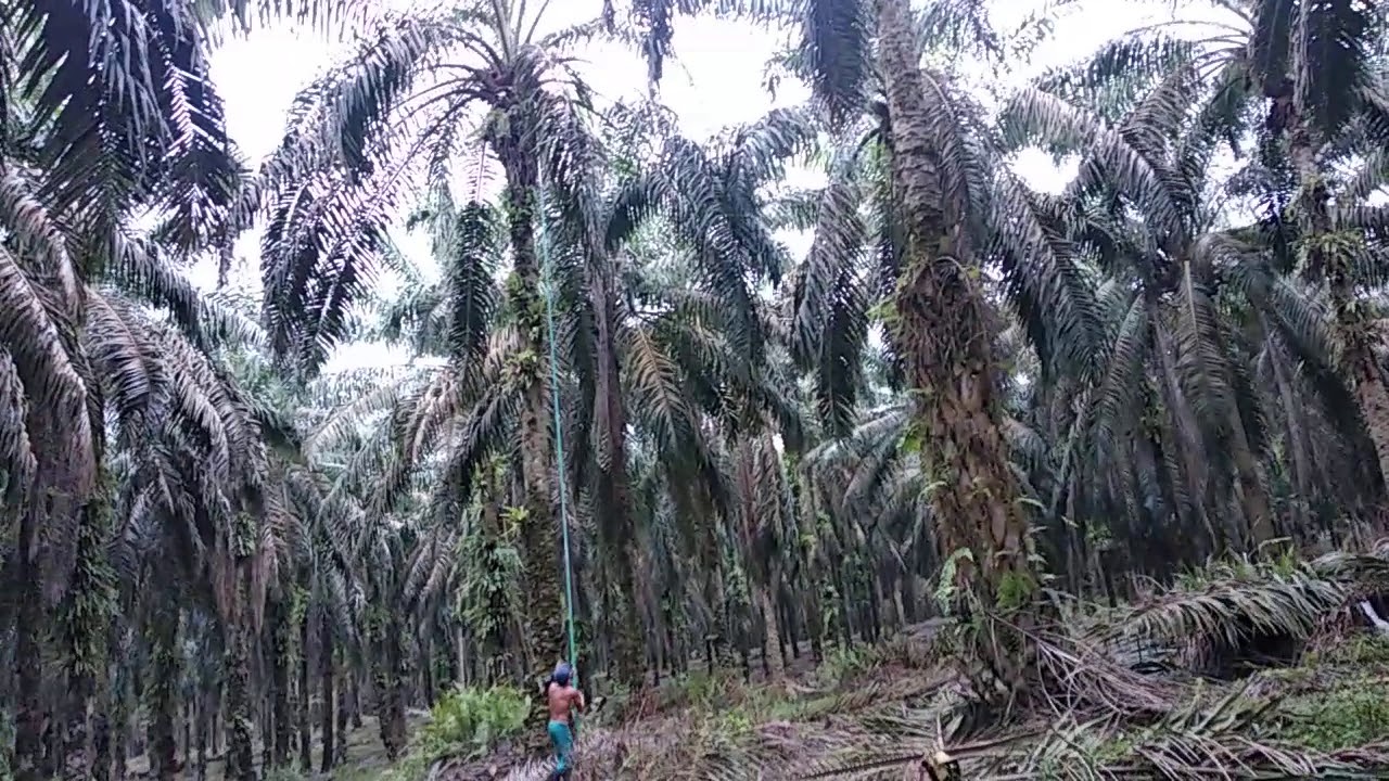 Peruning pokok tinggi tercepat - YouTube