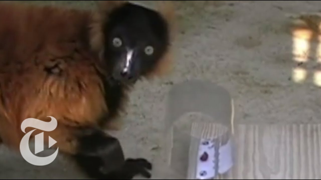 Shell Game for Animals | ScienceTake | The New York Times - YouTube