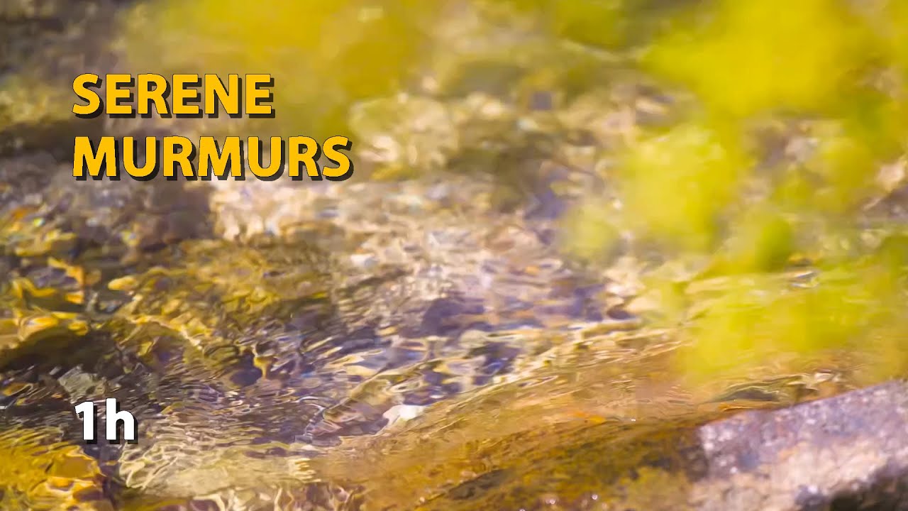 Serene Murmurs 1h - HD Nature Video - Gentle Sounds of a Flowing Stream - Sleep/Study/Meditate ...