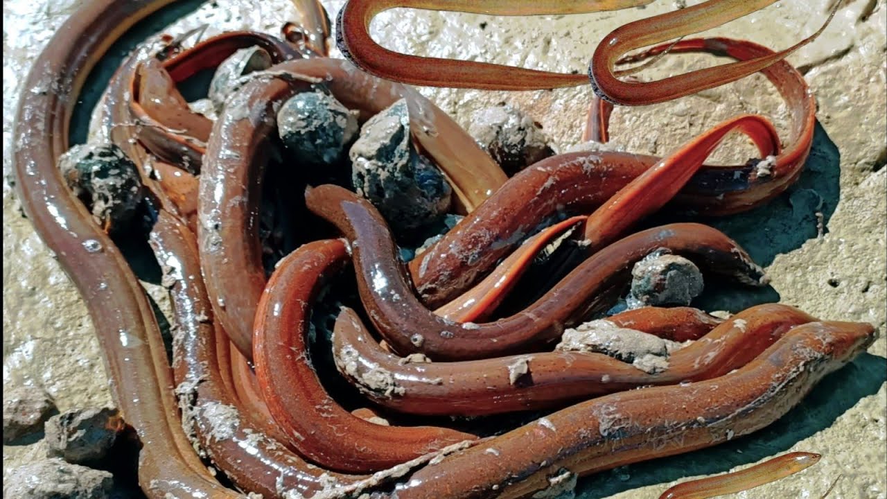 Catching Eels in dry season. - YouTube