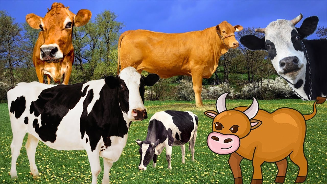 Cow sounds - learn about cows - farm animal sounds - YouTube