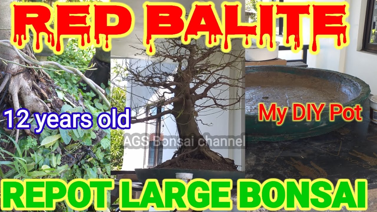 HOW TO REPOT LARGE BONSAI (RED BALITE) - YouTube