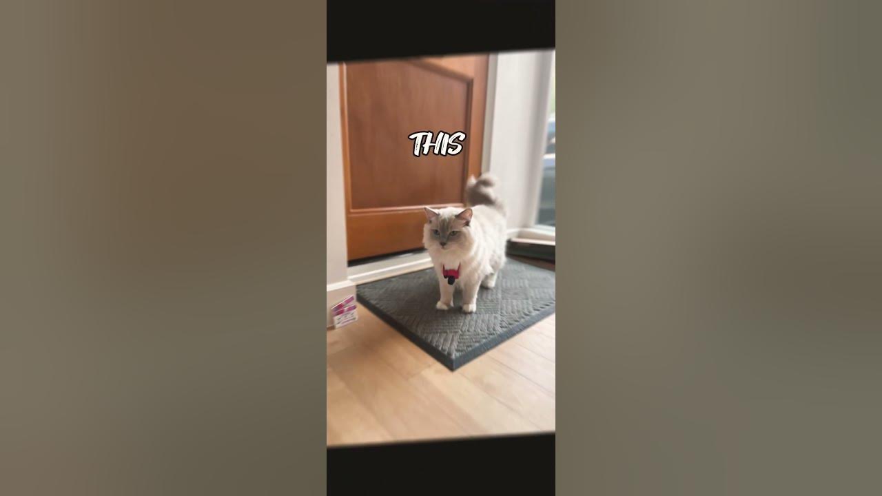 All The Preety Girls Walk Like This 😎 💅👑🌸 ️💕🫠😂 Youtube