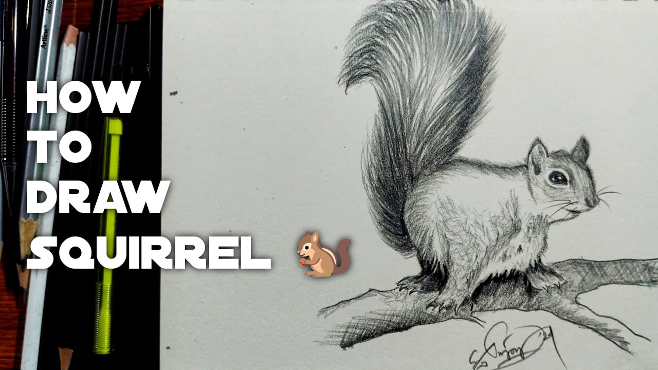 How to draw a squirrel | Squirrel drawing easy step for beginners ...