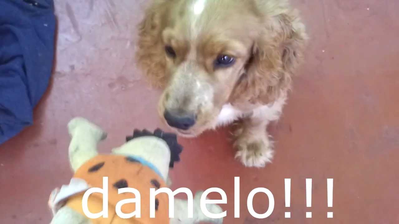 Jack El perro informativo!!! (actualización de canal) - YouTube