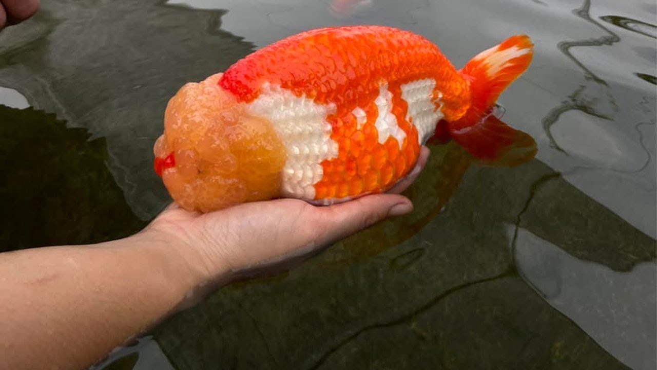 Super High quality and beautiful Goldfish - YouTube