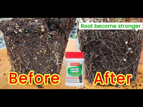 Transplanting And Propagate With Rooting Powder - YouTube