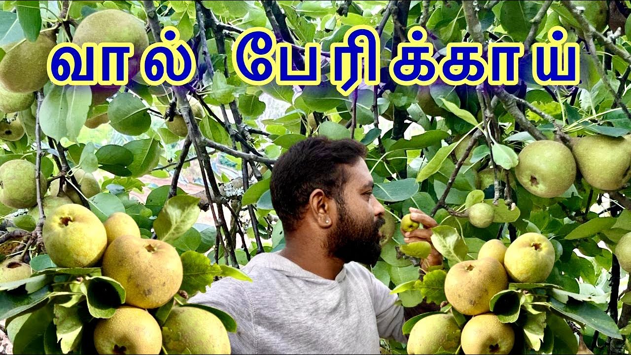 🍐🤤வாங்க மக்களே பேரிக்காய் சாப்பிடலாம்🍈🍐😁 | perikai fruit | all in one ...