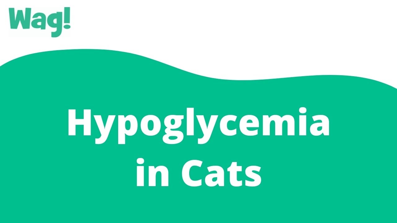 Hypoglycemia in Cats | Wag! - YouTube