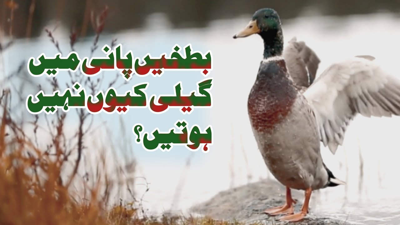 Why Ducks Don't Get Wet?|Are Ducks Feathers Waterproof? - YouTube
