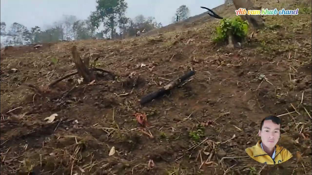 hnub no wb ib niam txiv mus cog pob kws nawb. - YouTube