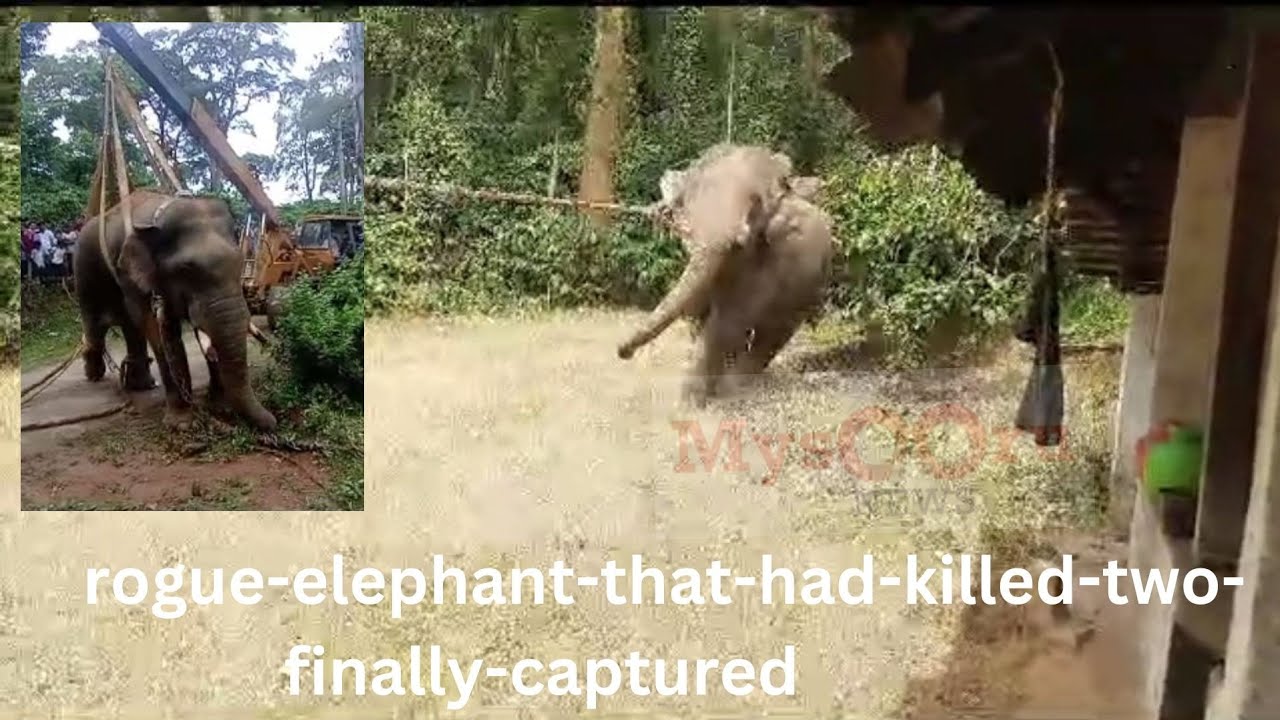 rogue-elephant-that-had-killed-two-finally-captured - YouTube