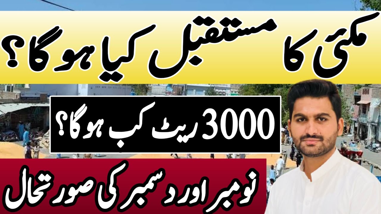 Future of Maize Crop | Makki ka rate #maizerates #makki #todayrate # ...