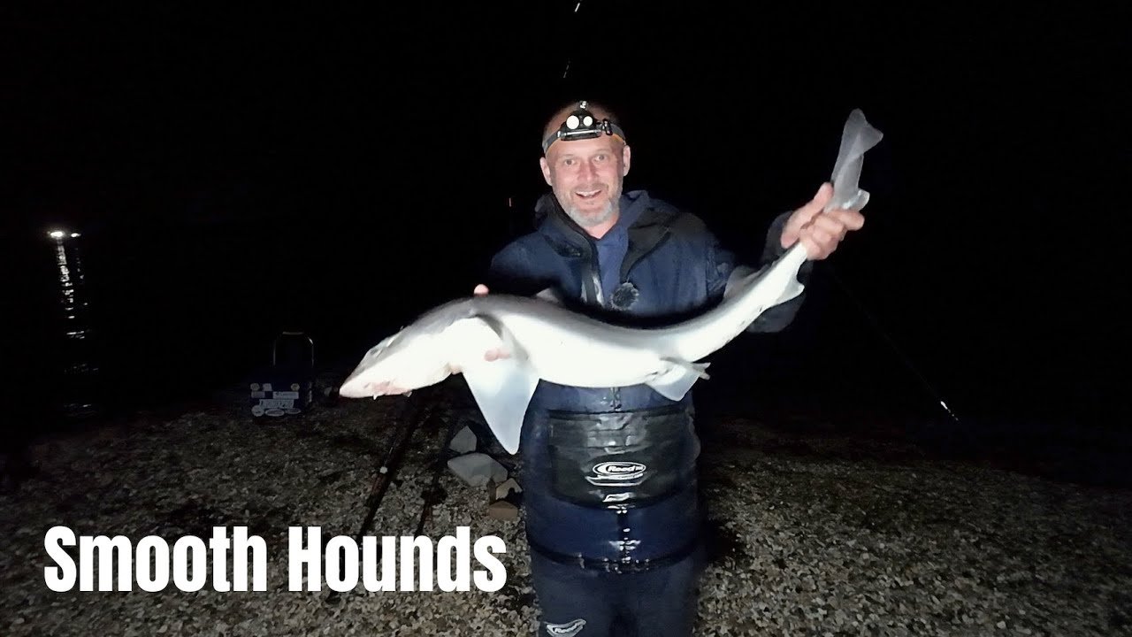 Beach Fishing - Huge Smooth-hounds - YouTube