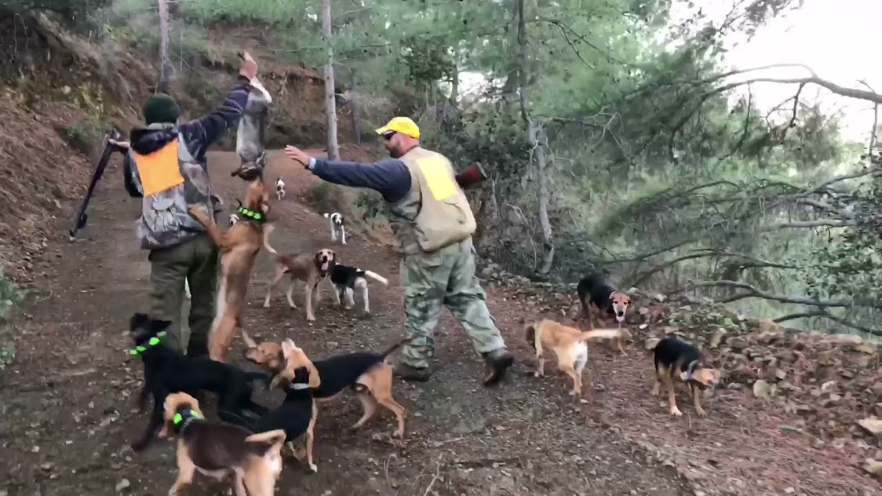 Κυνηγι λαγού στην Κυπρο(49) Hunting Hare. Caccia alla lepre - YouTube