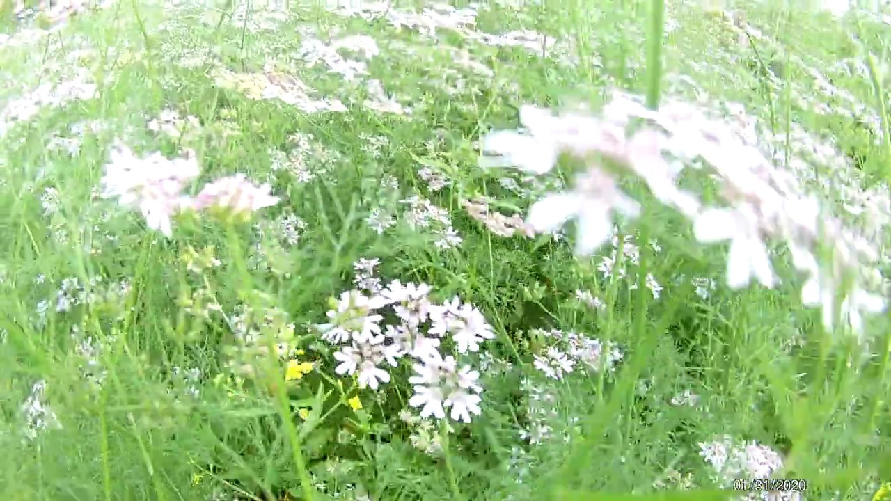 ধনিয়া চাষ পদ্ধতি | ধনে পাতা | ধনিয়া ফুল ও উপকারিতা | Dhoniya ...