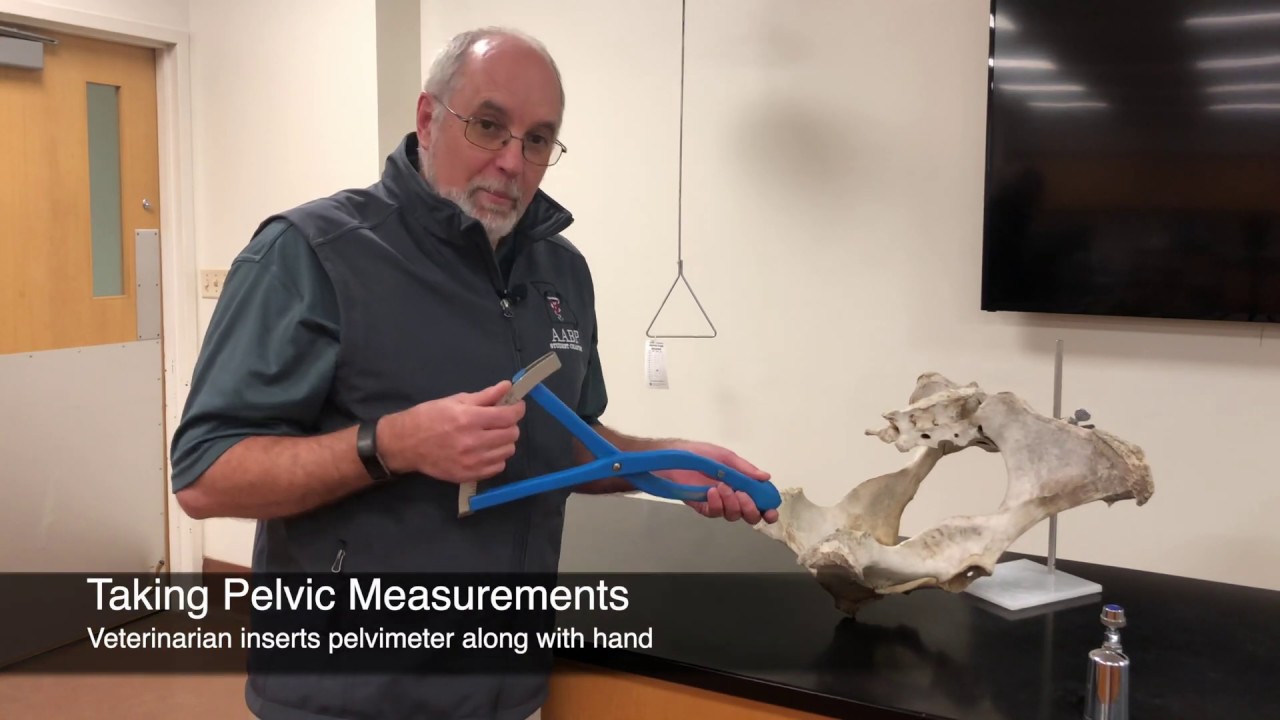 Pelvic Measurement - Mizzou Repro - YouTube