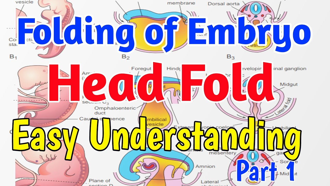 Head fold of Embryo easiest Understanding || Folding of Embryo part 1 ...