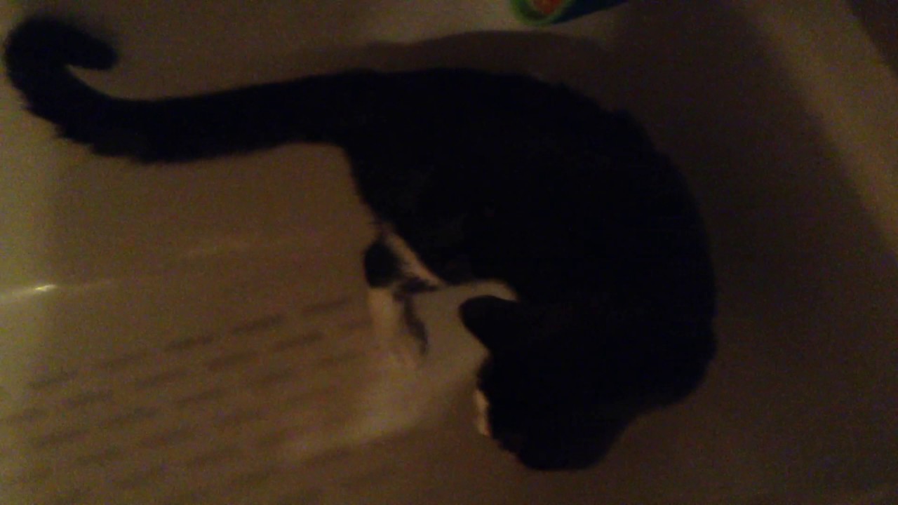 Pouring water on a cat - YouTube