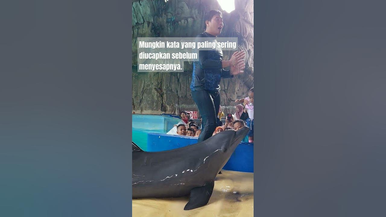 Dolphin show Indonesia #riddles #travel - YouTube
