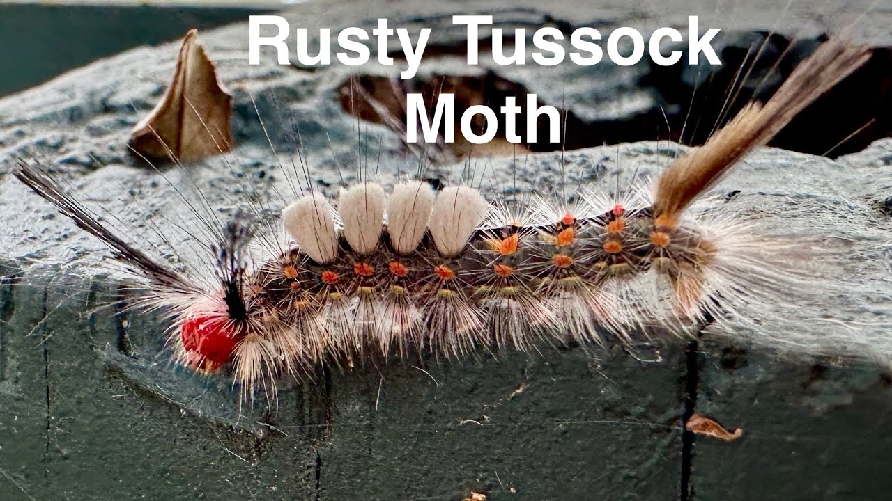 The Life of a Rusty Tussock Moth - YouTube