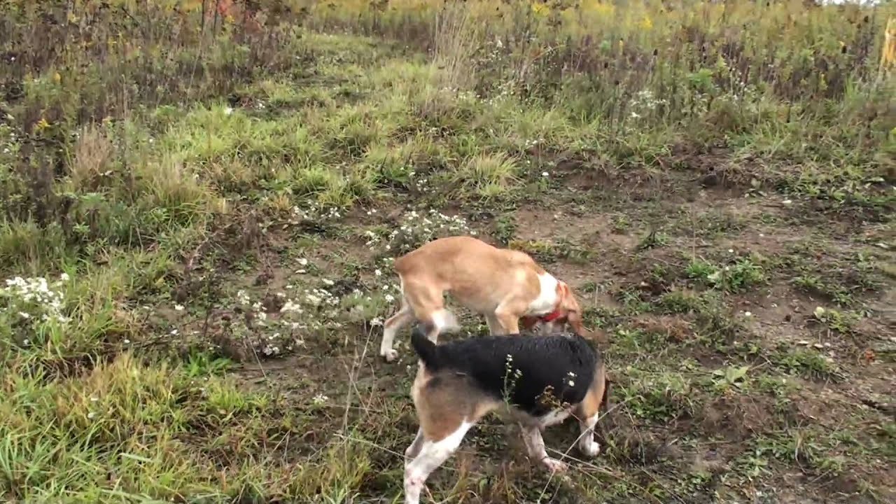 Imperial Beagle Club Gun Dog Brace Trial Oct. 10th. 2009 - YouTube