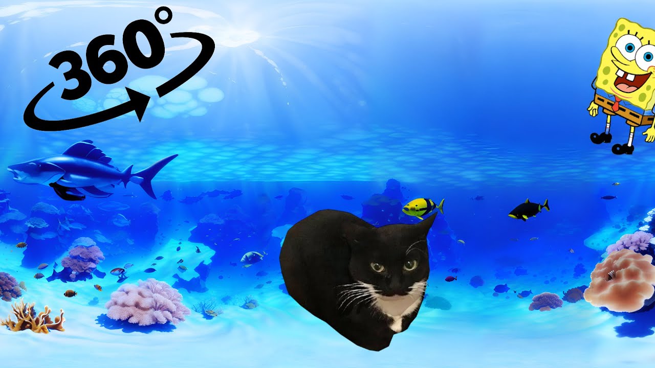Maxwell The Cat 360° VR | AT THE BOTTOM OF THE OCEAN IN 4K - YouTube