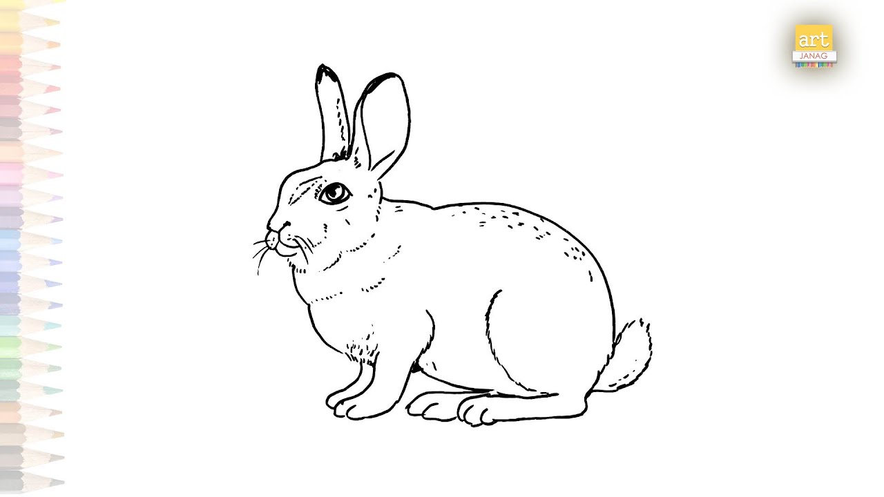 Hare drawing | Hares drawings | How to draw A Hare step by step ...