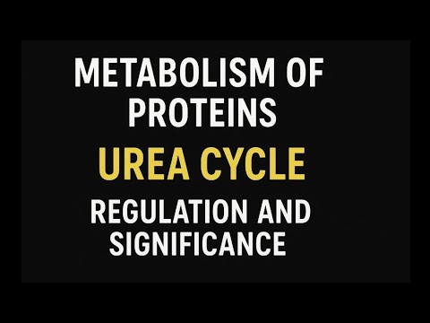 Urea cycle | Ureagenesis | Ornithine cycle | Regulation and ...