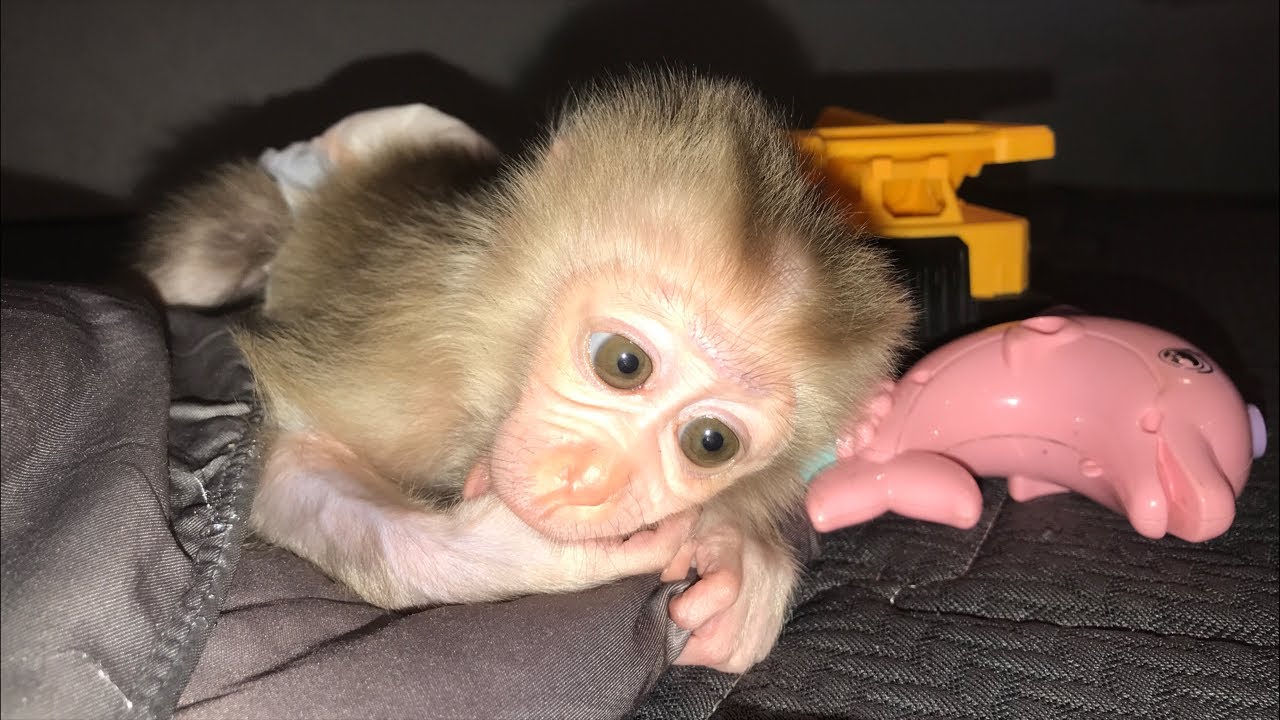 This is action cute monkey Ella watching TV in room - YouTube