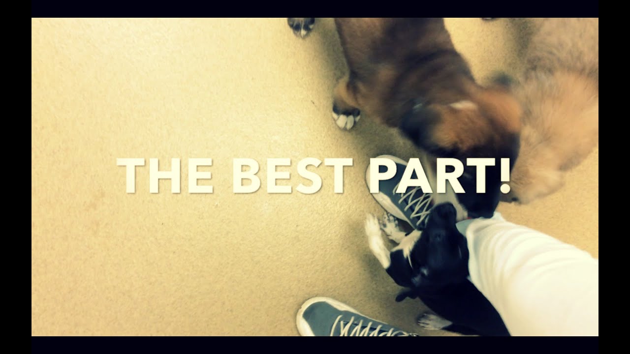 PUPPIES!!! - - Sneak Peek of The Week #3 | VLOG - YouTube