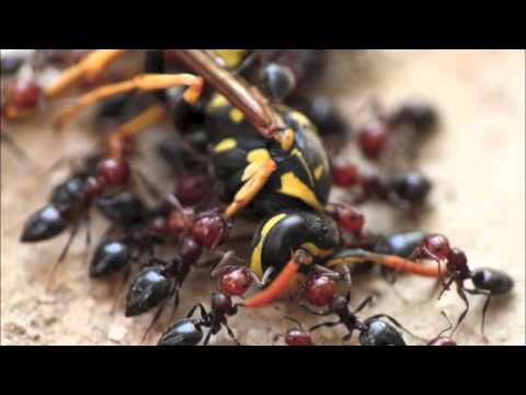 Ants - YouTube