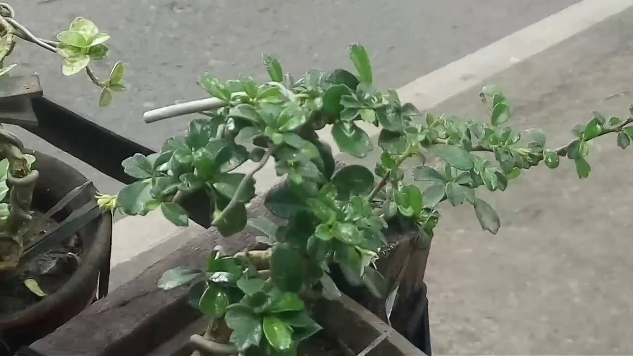 Bonsai mahal perawatan ternyata mahal , bonsai murah perawatan juga ...