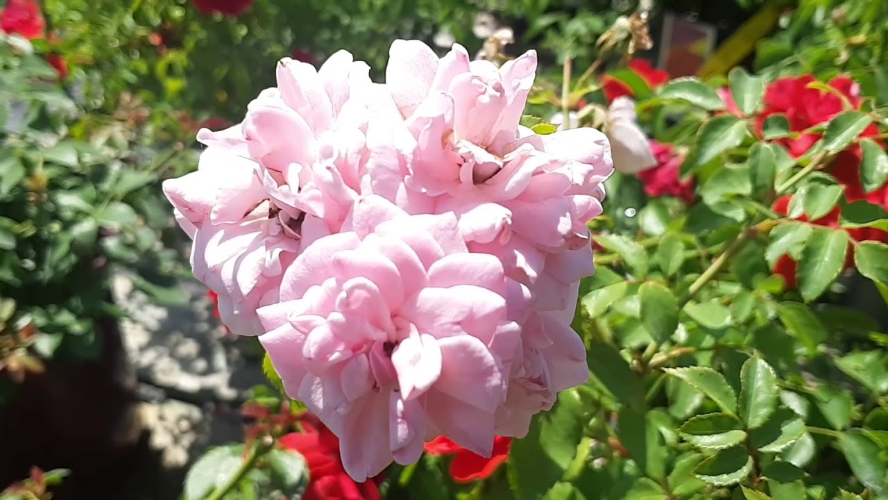 Rosa Meidiland : Pink Rose - YouTube