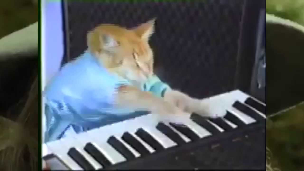 Daft Cat + Daft Gandalf - YouTube
